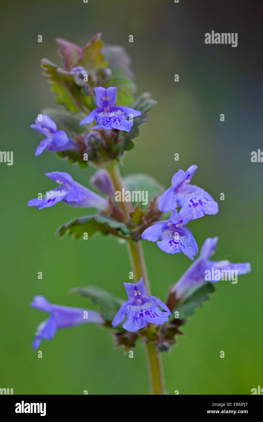 gill-over-the-ground, ground ivy (Glechoma hederacea), blooming ...