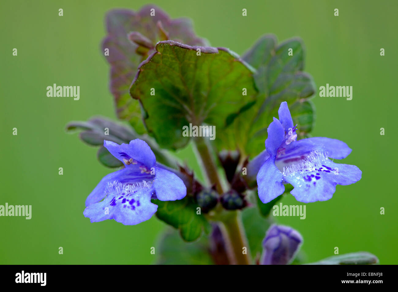gill-over-the-ground, ground ivy (Glechoma hederacea), blooming ...