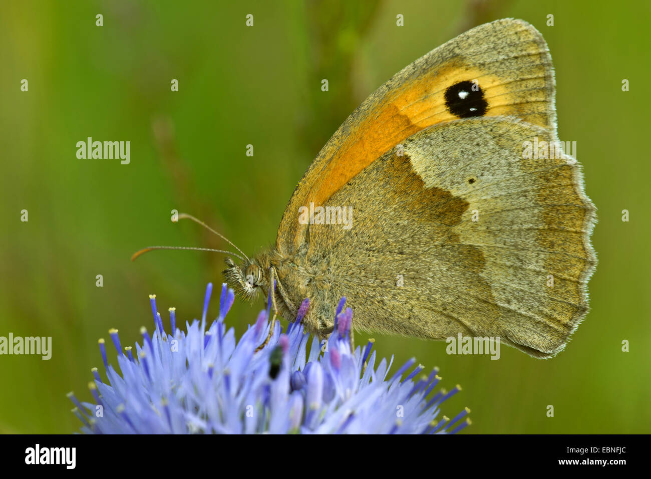 Meadow brown (Maniola jurtina, Epinephele jurtina), sitting on Jasione ...