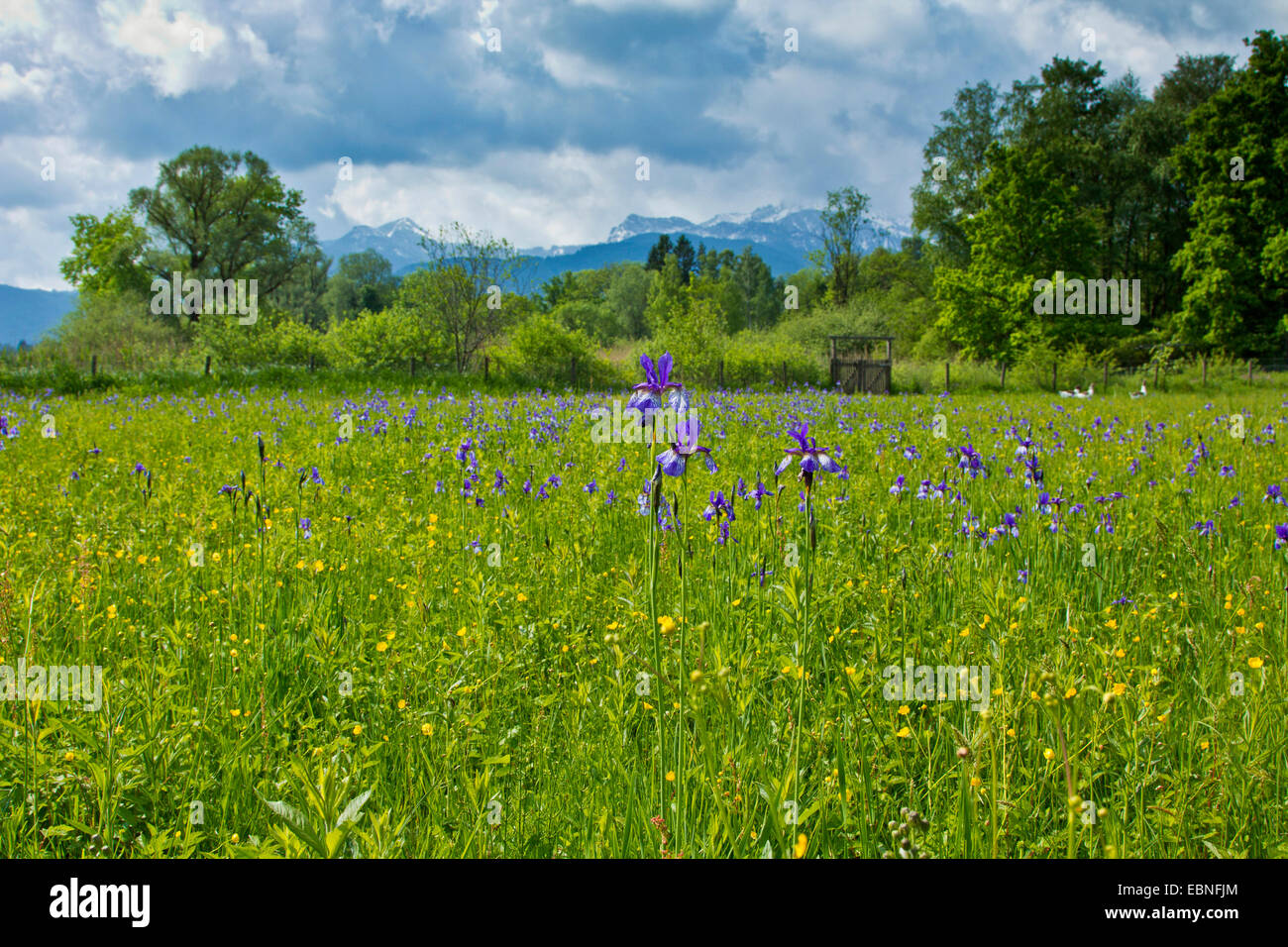 Blue marsh lake hi-res stock photography and images - Alamy