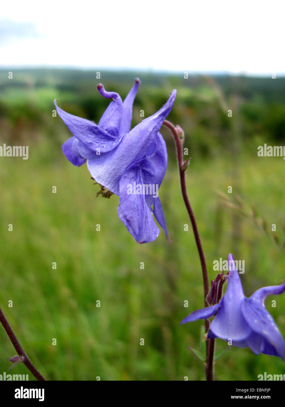 European columbine (Aquilegia vulgaris), wilf form, flowering, Germany ...