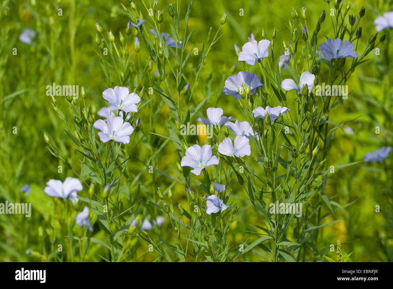 common flax (Linum usitatissimum), blooming, Germany Stock Photo - Alamy