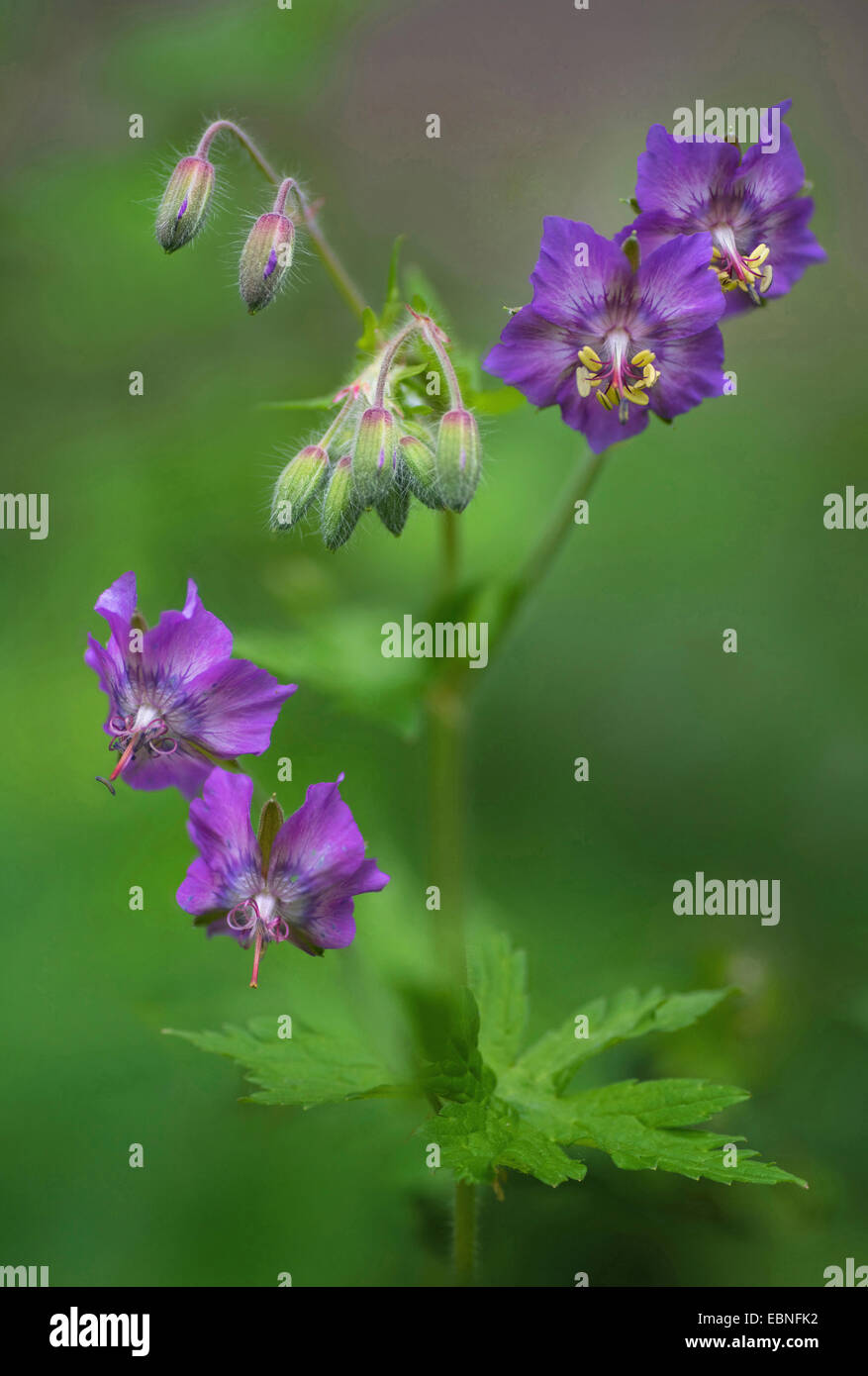 dusky cranesbill (Geranium phaeum), flowering, Austria, Tyrol, Namloser ...