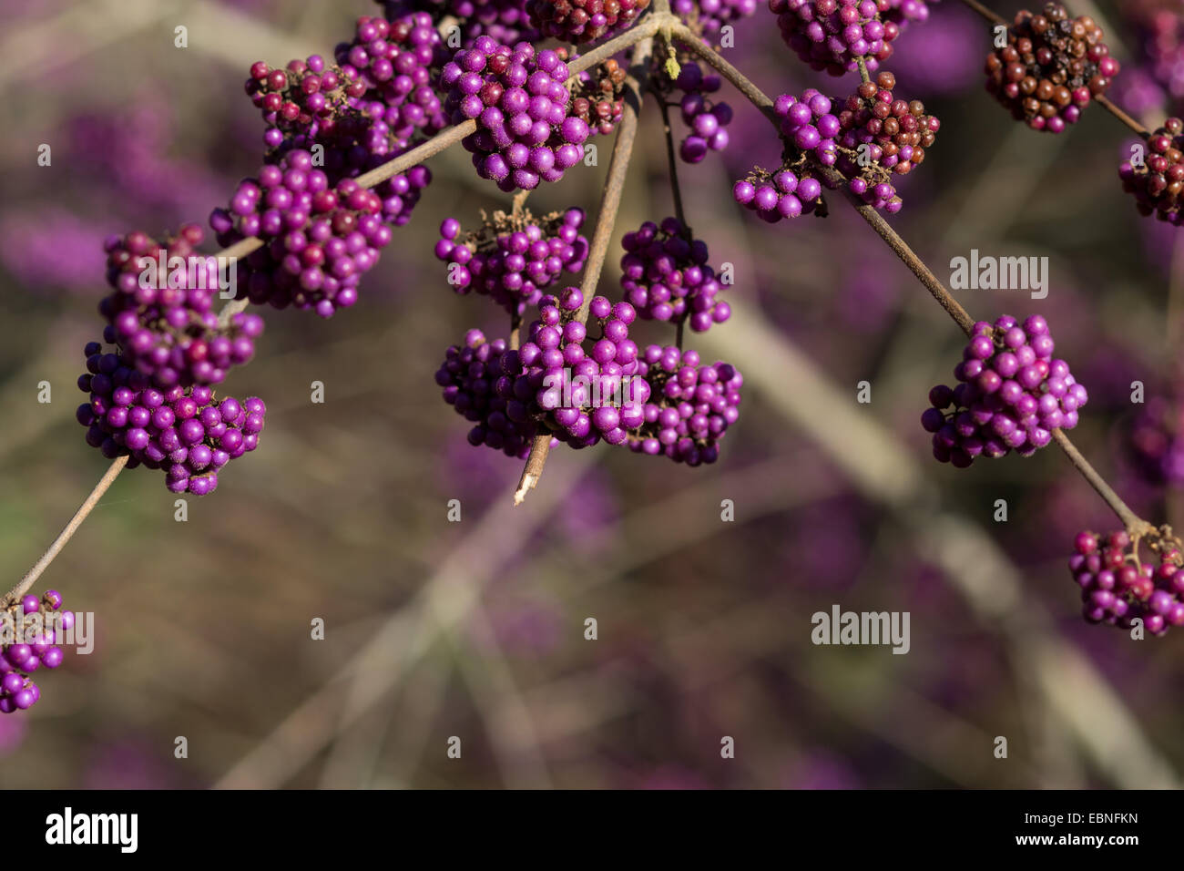 bright purple berries in winter garden Stock Photo - Alamy