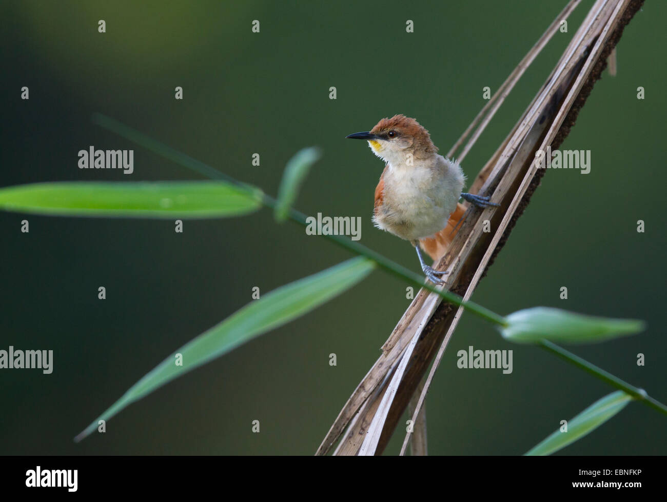 Spinetail hi-res stock photography and images - Alamy
