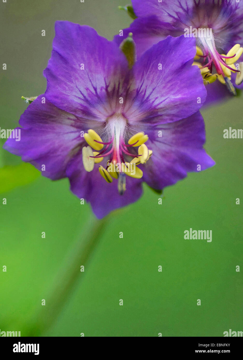 dusky cranesbill (Geranium phaeum), flower, Austria, Tyrol, Namloser ...