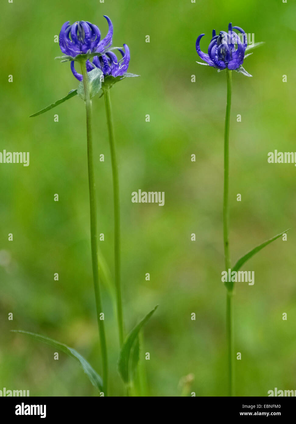 round-headed rampion (Phyteuma orbiculare), flowering, Austria, Tyrol ...
