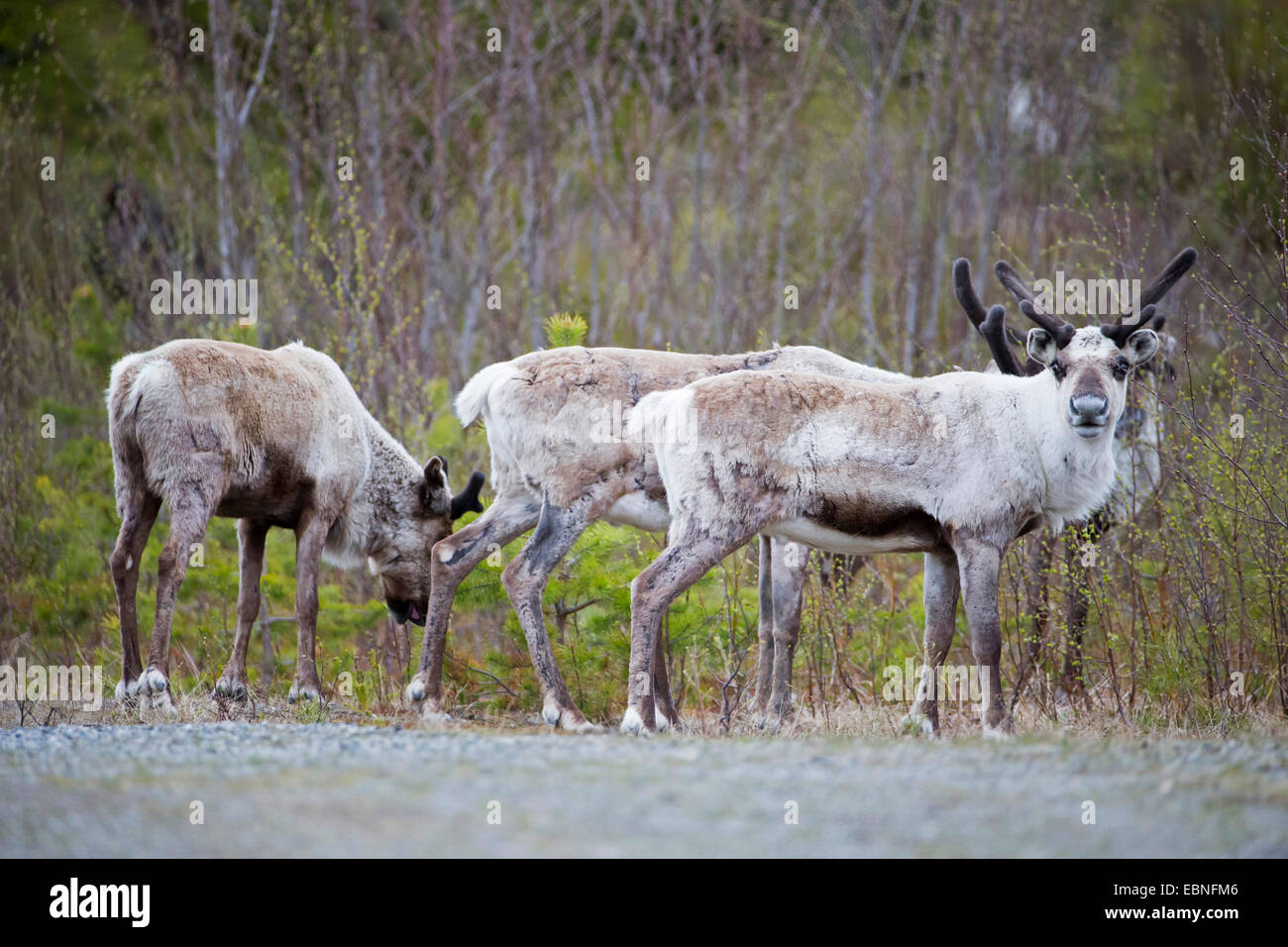 European reindeer, European caribou (Rangifer tarandus tarandus ...