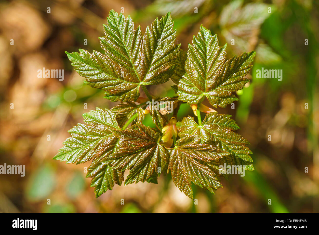 sycamore maple, great maple (Acer pseudoplatanus), twig with leaves ...