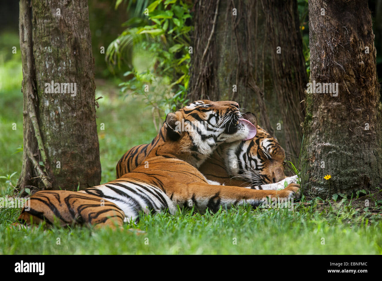 Malayan tiger hi-res stock photography and images - Alamy