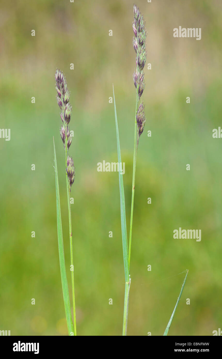 cocks-foot, orchard grass (Dactylis glomerata), inflorescence, Germany ...