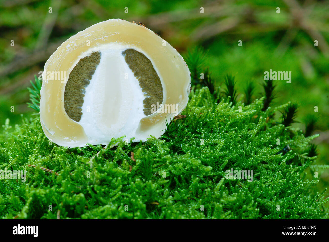 stinkhorn (Phallus impudicus), halved young fruiting body, witch egg ...