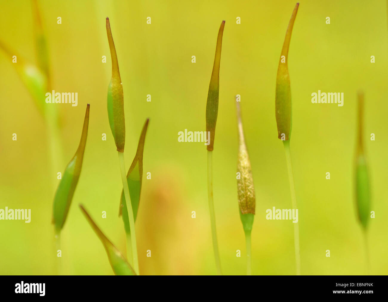 Broom moss (Dicranium scoparium), moss capsules, Germany, Bavaria ...