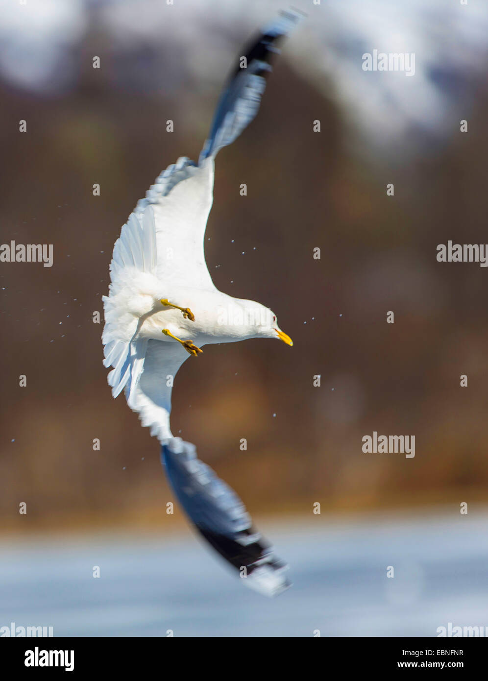 mew gull (Larus canus), in flight, Norway, Troms Stock Photo - Alamy