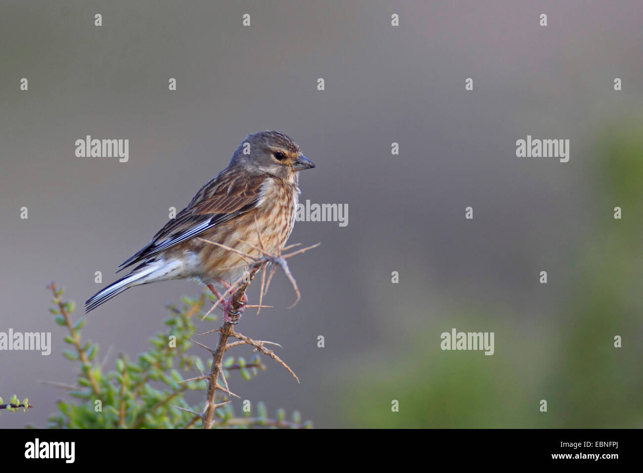 Female linnet hi-res stock photography and images - Alamy