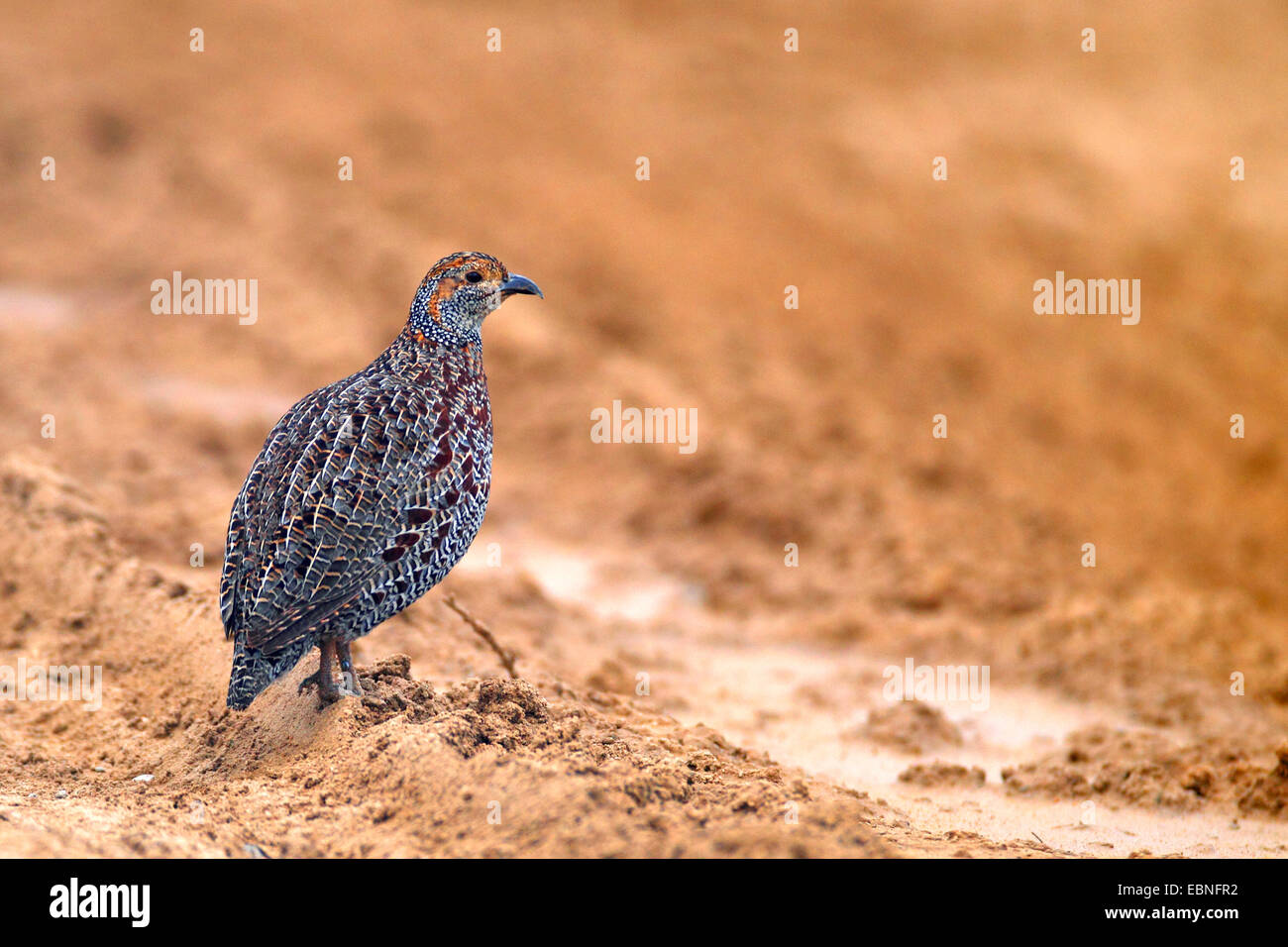 greywing francolin (Francolinus africanus), standing on the ground ...
