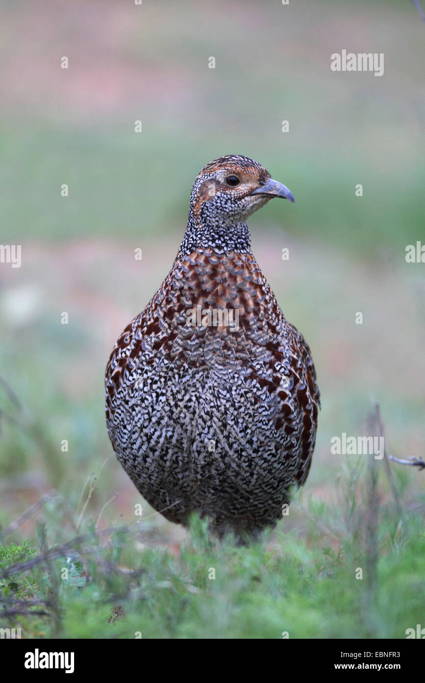 greywing francolin (Francolinus africanus), standing on the ground ...