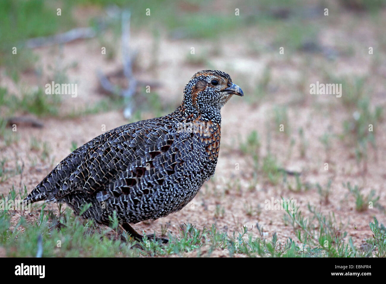 greywing francolin (Francolinus africanus), standing on the ground ...