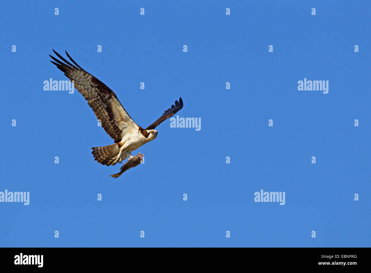 osprey, fish hawk (Pandion haliaetus), male flying with a fish in the ...