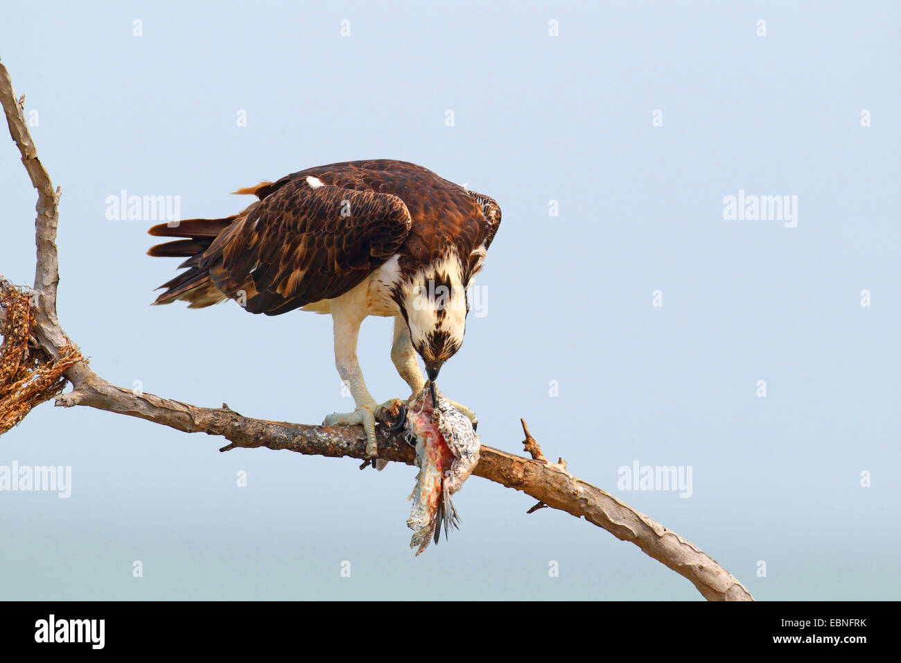 osprey, fish hawk (Pandion haliaetus), male sitting on a tree and ...