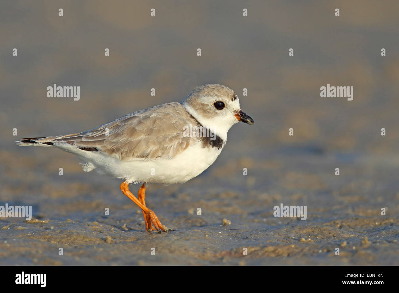 Piping plover (Charadrius melodus), Regenpfeifer in breeding plumage ...