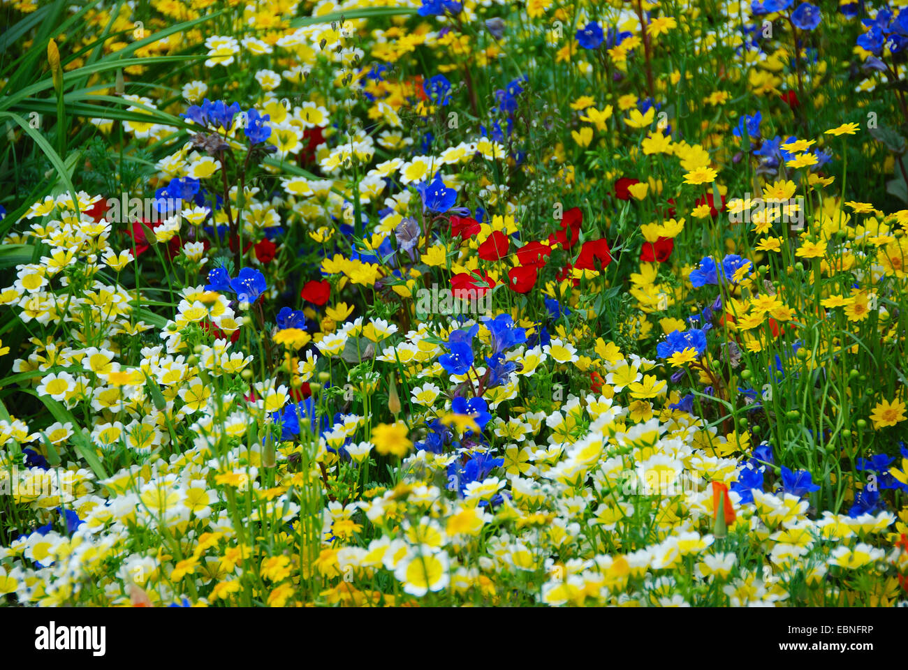 Annual wildflower border, Fetzer Vineyards' Sustainable Winery Show ...