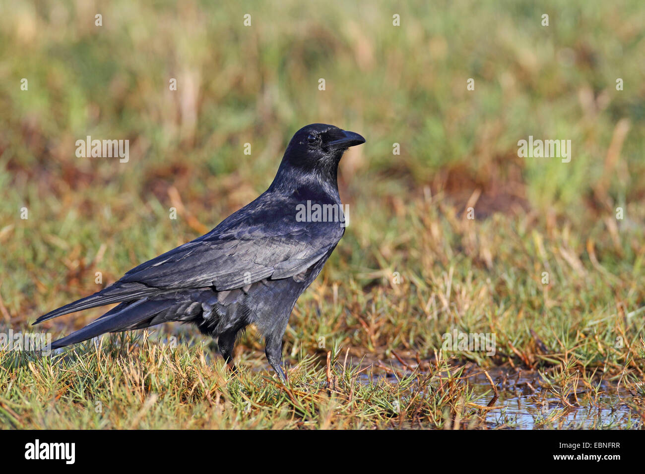 fish crow (Corvus ossifragus), standing on the ground, USA, Florida ...