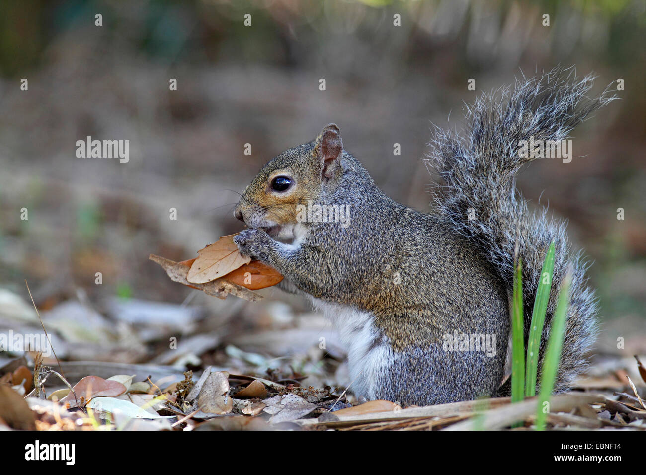 Grey ground squirrel hi-res stock photography and images - Alamy
