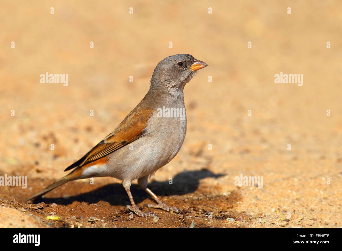 Grey headed sparrows hi-res stock photography and images - Alamy