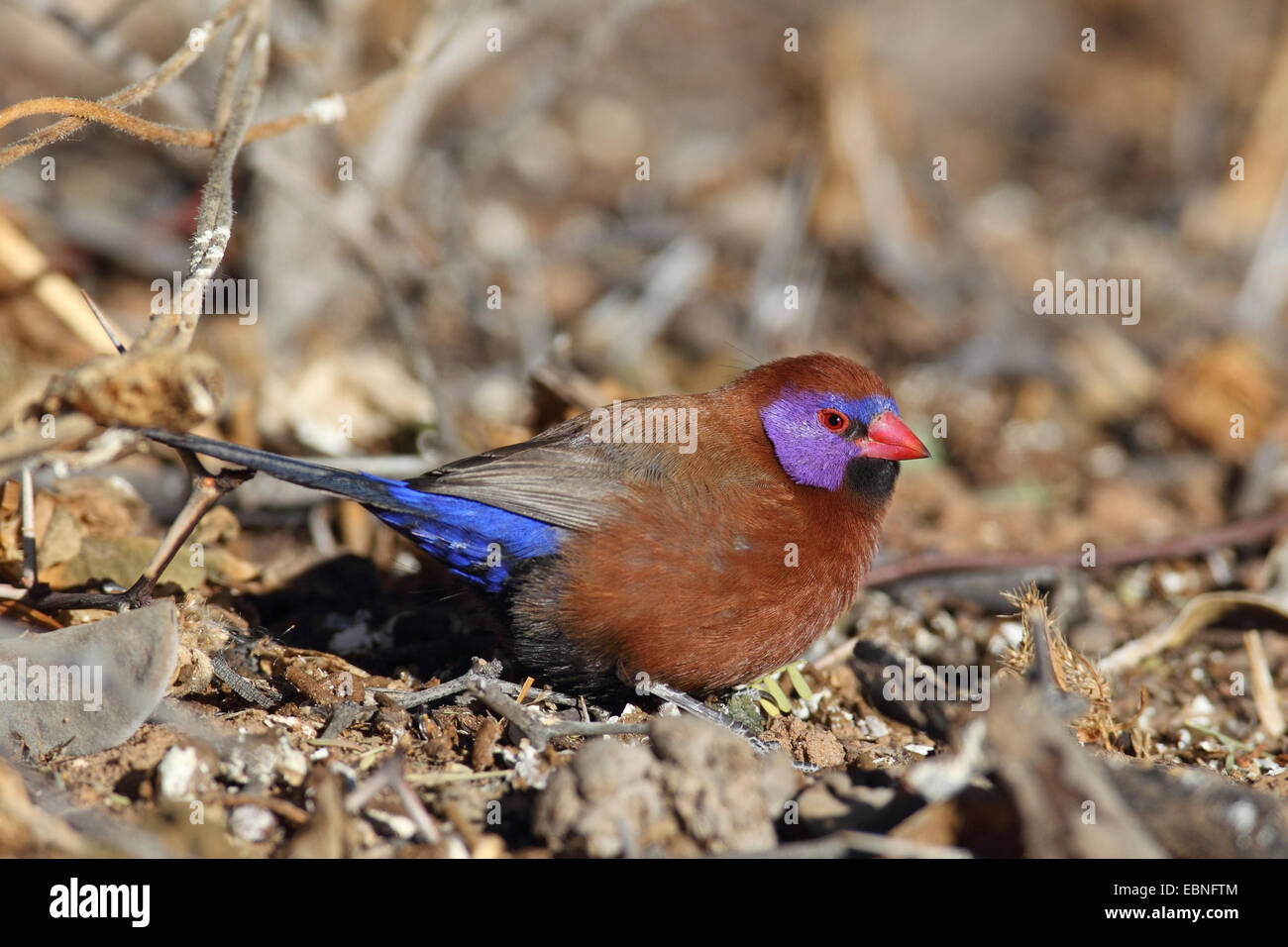 Common grenadiers hi-res stock photography and images - Alamy