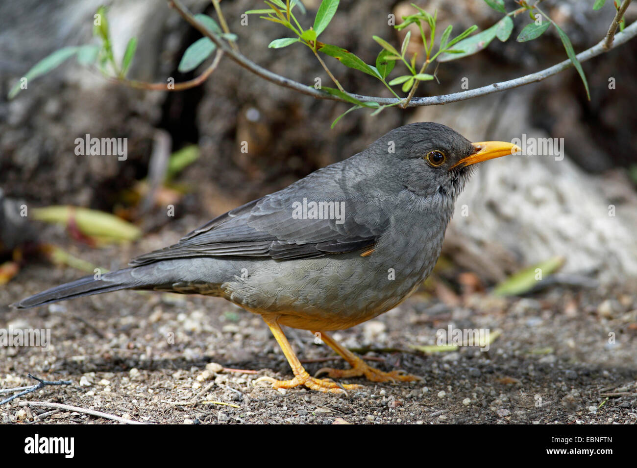 Olive thrush (Turdus olivaceus), standing on the ground, South Africa ...