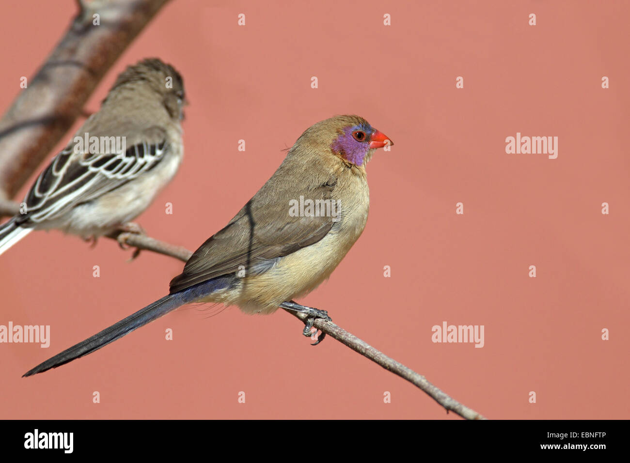 Common grenadiers hi-res stock photography and images - Alamy