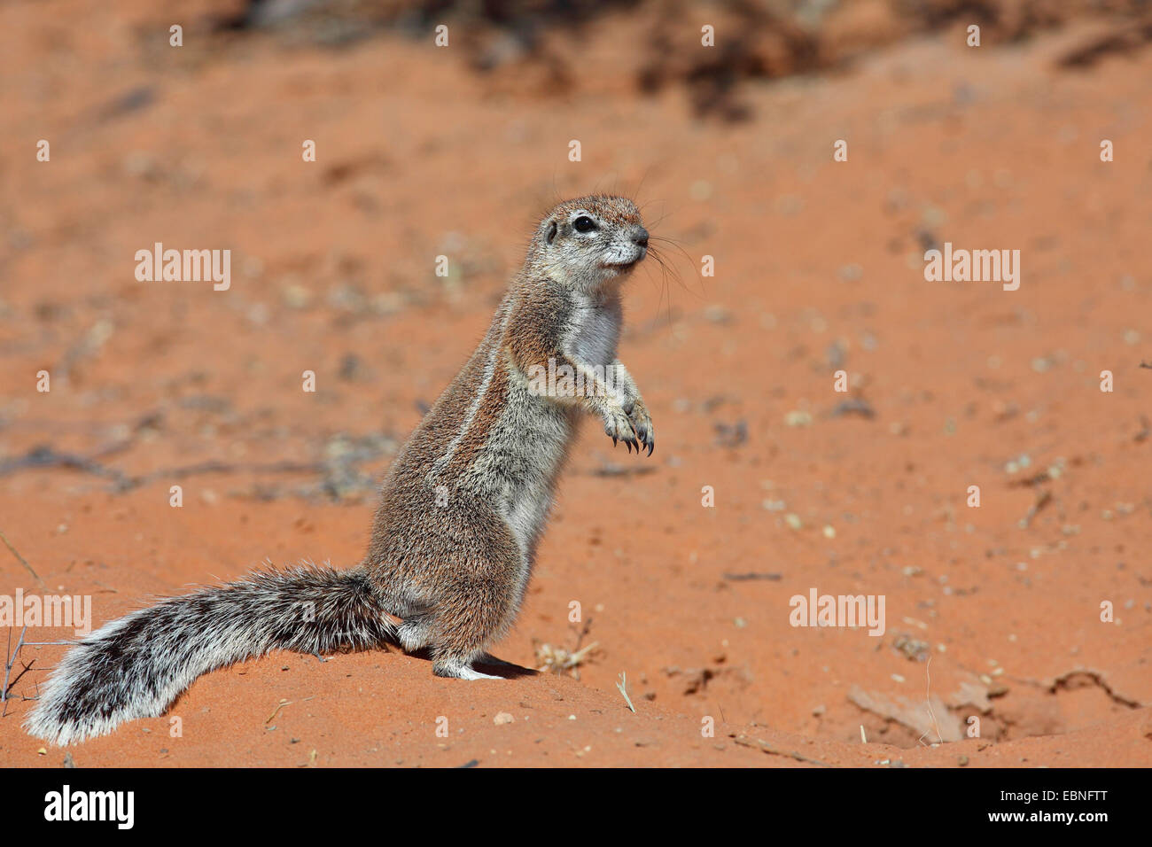 South African ground squirrel, Cape ground squirrel (Geosciurus inauris ...