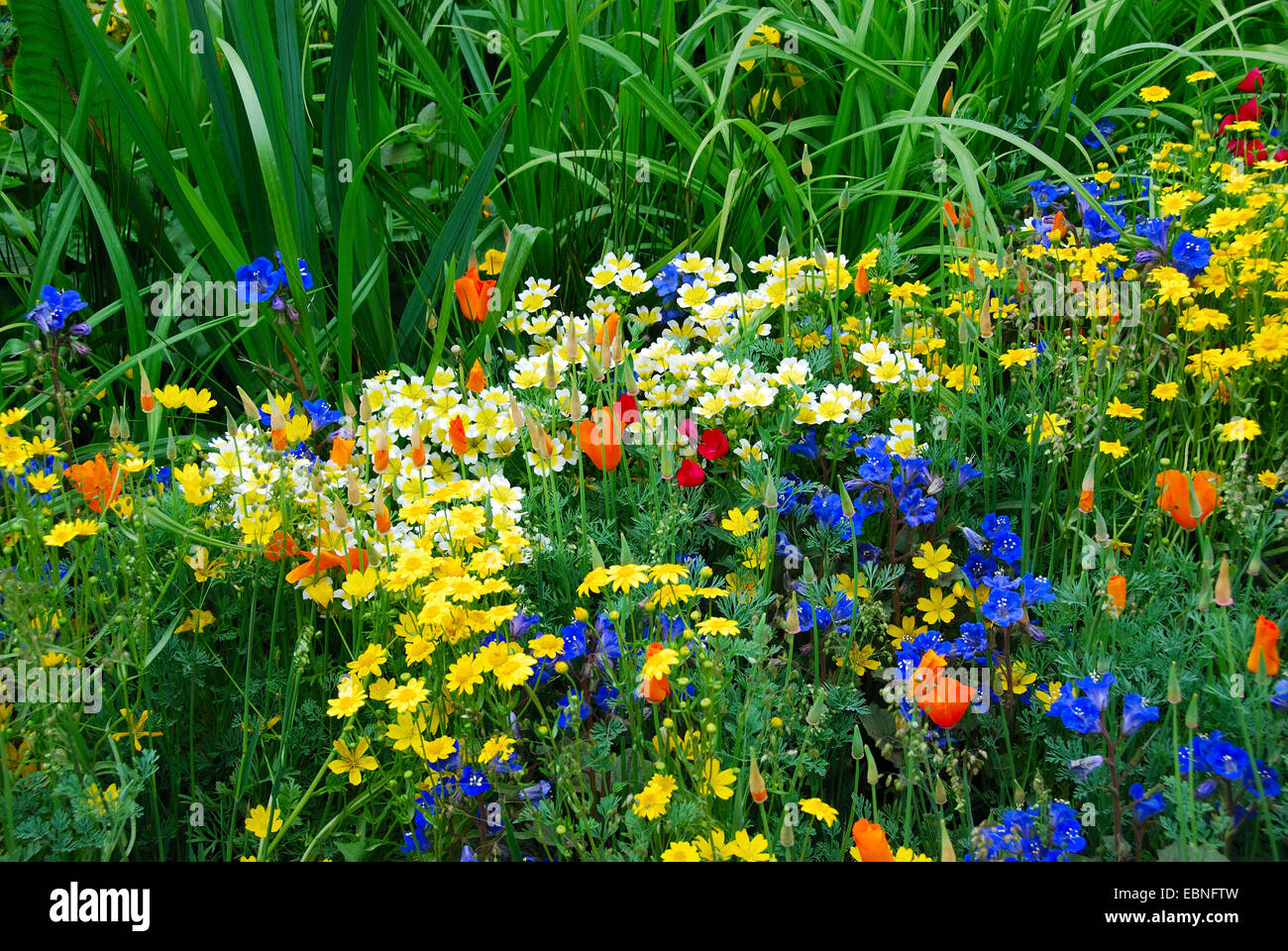 Annual wildflower border, Fetzer Vineyards' Sustainable Winery Show ...