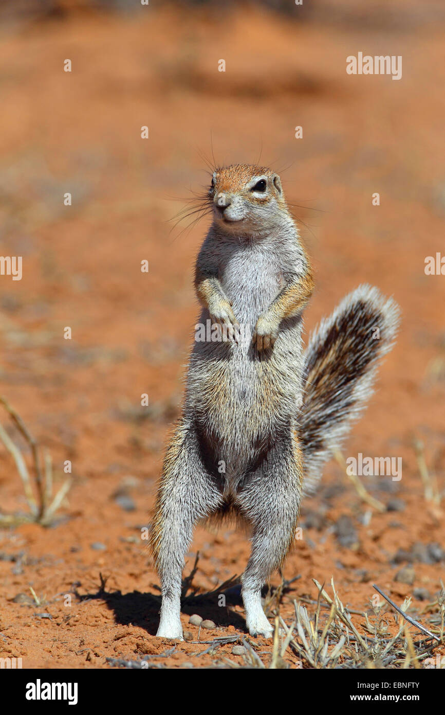 South African ground squirrel, Cape ground squirrel (Geosciurus inauris ...