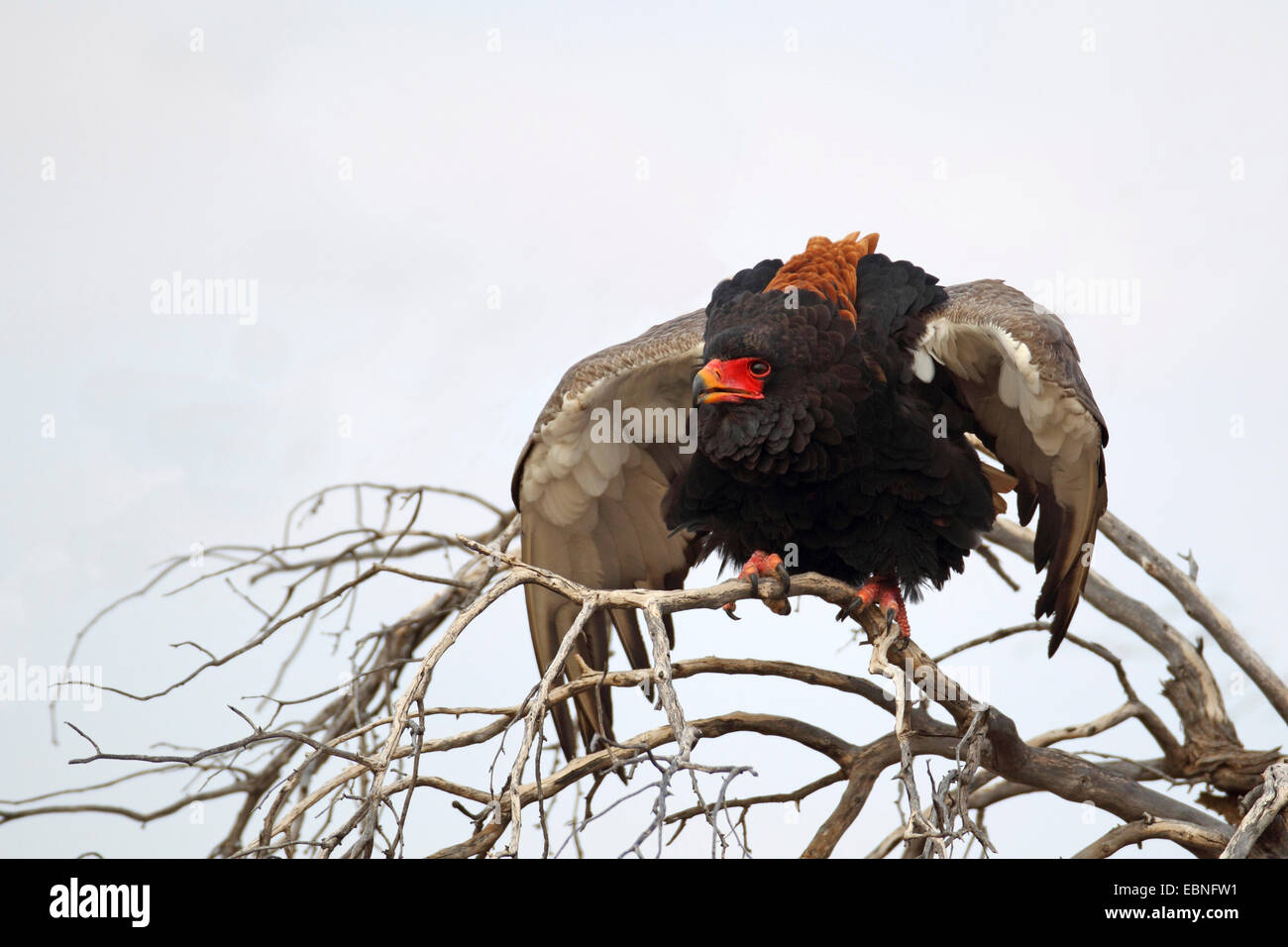 Bateleur, Bateleur eagle (Terathopius ecaudatus), adult bird sitting in ...