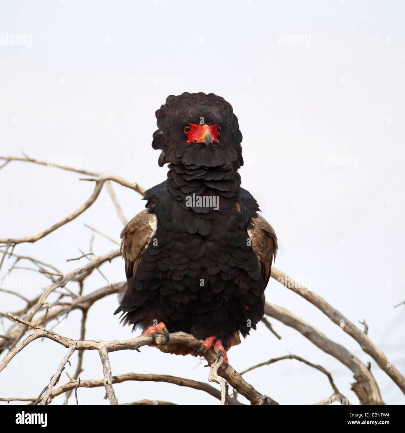 Bateleur, Bateleur eagle (Terathopius ecaudatus), adult bird sitting in ...