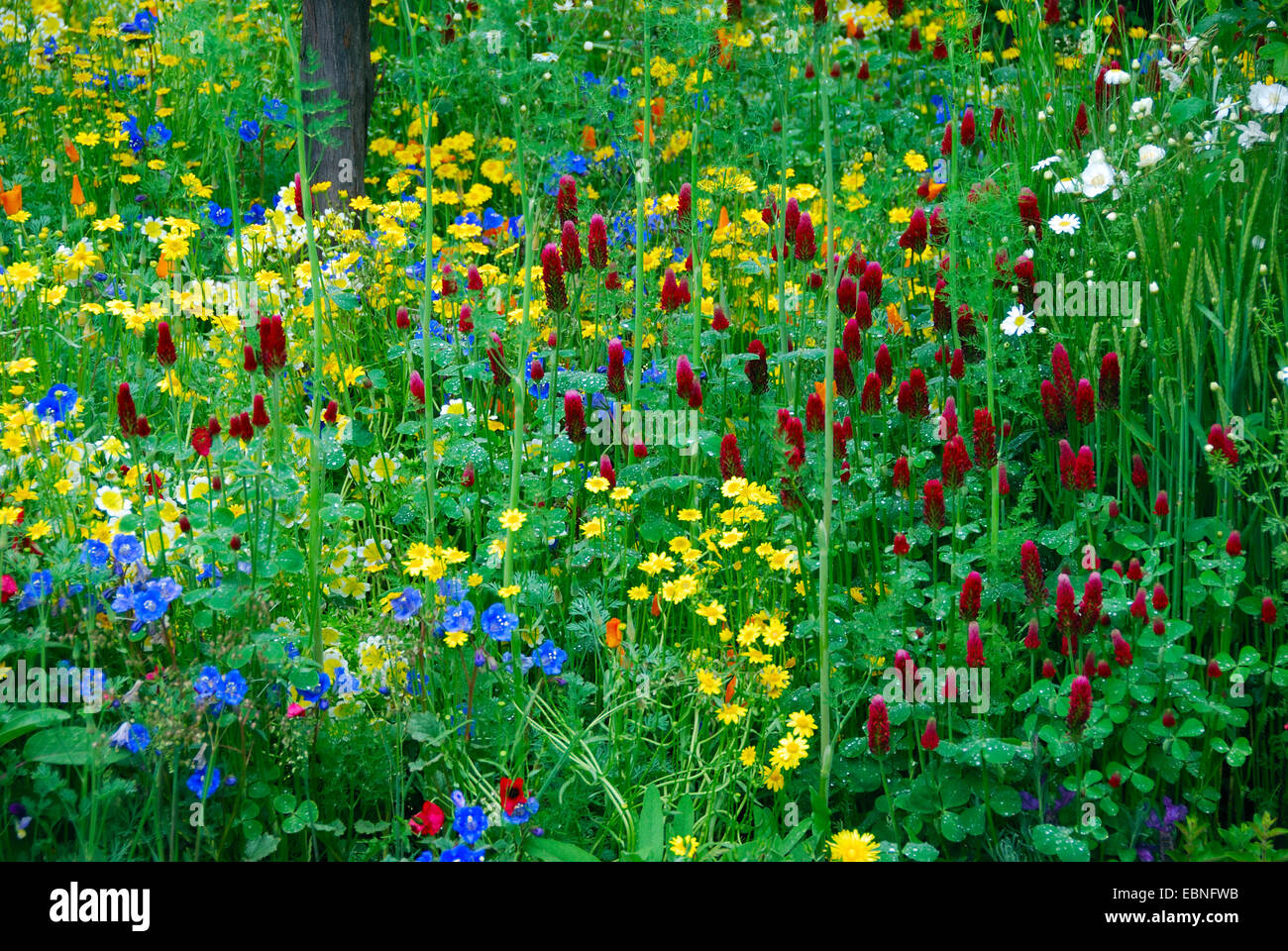 Native flower border uk wildlife hi-res stock photography and images ...