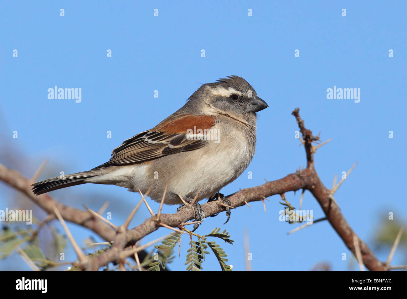 Cape sparrow (Passer melanurus), female sitting on a thorn bush, South ...