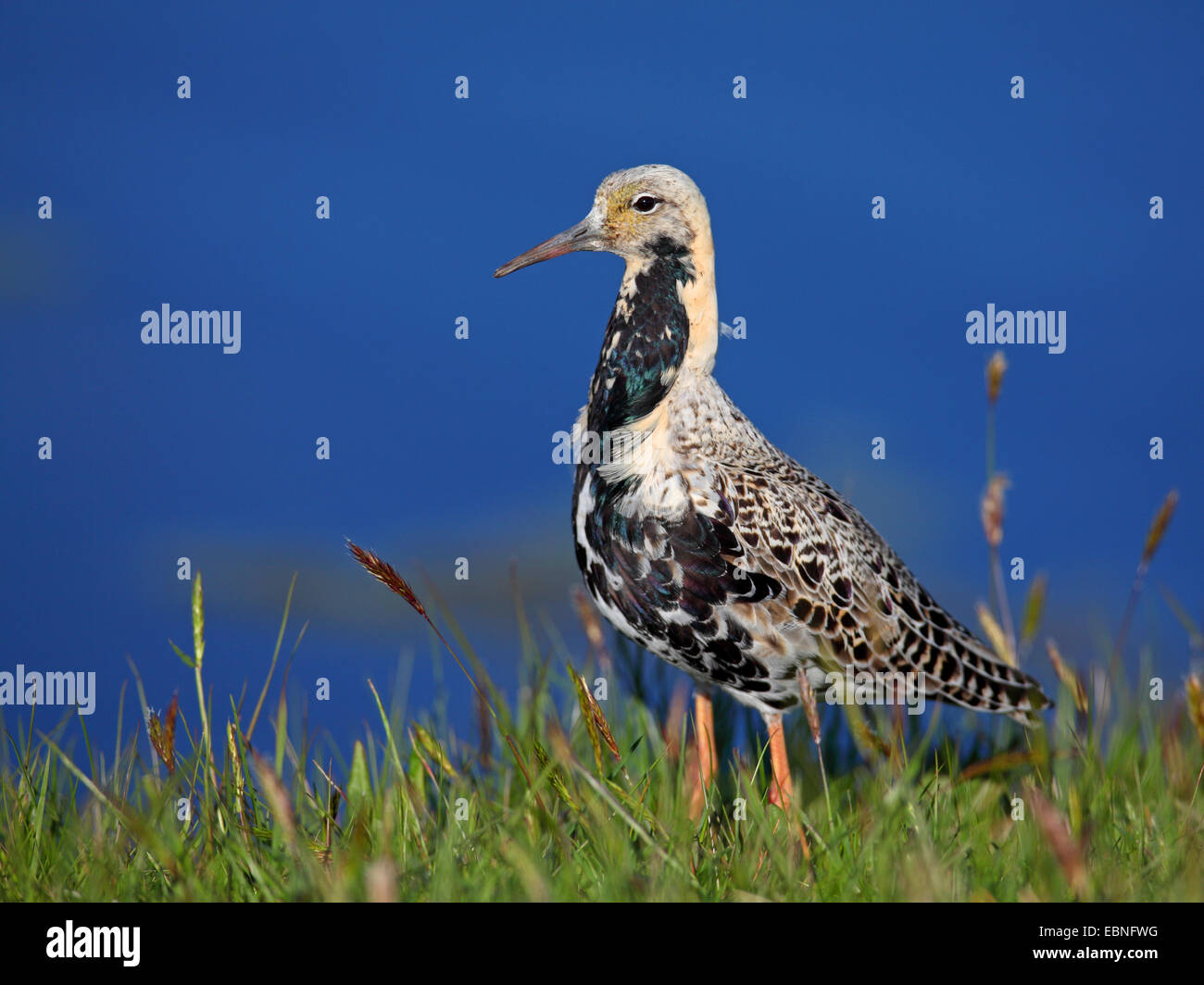 Ruff philomachus pugnax adult standing hi-res stock photography and ...