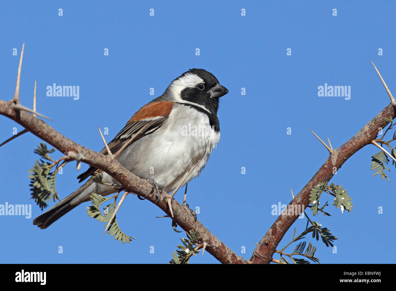 Cape sparrow (Passer melanurus), male sitting on a thorn bush, South ...