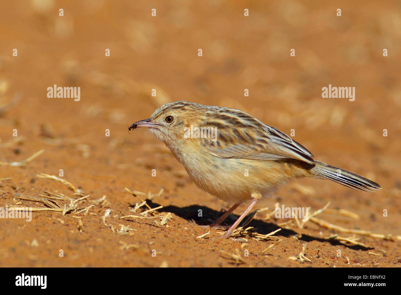 Desert cisticola (Cisticola aridula), eating ants on the ground, South ...