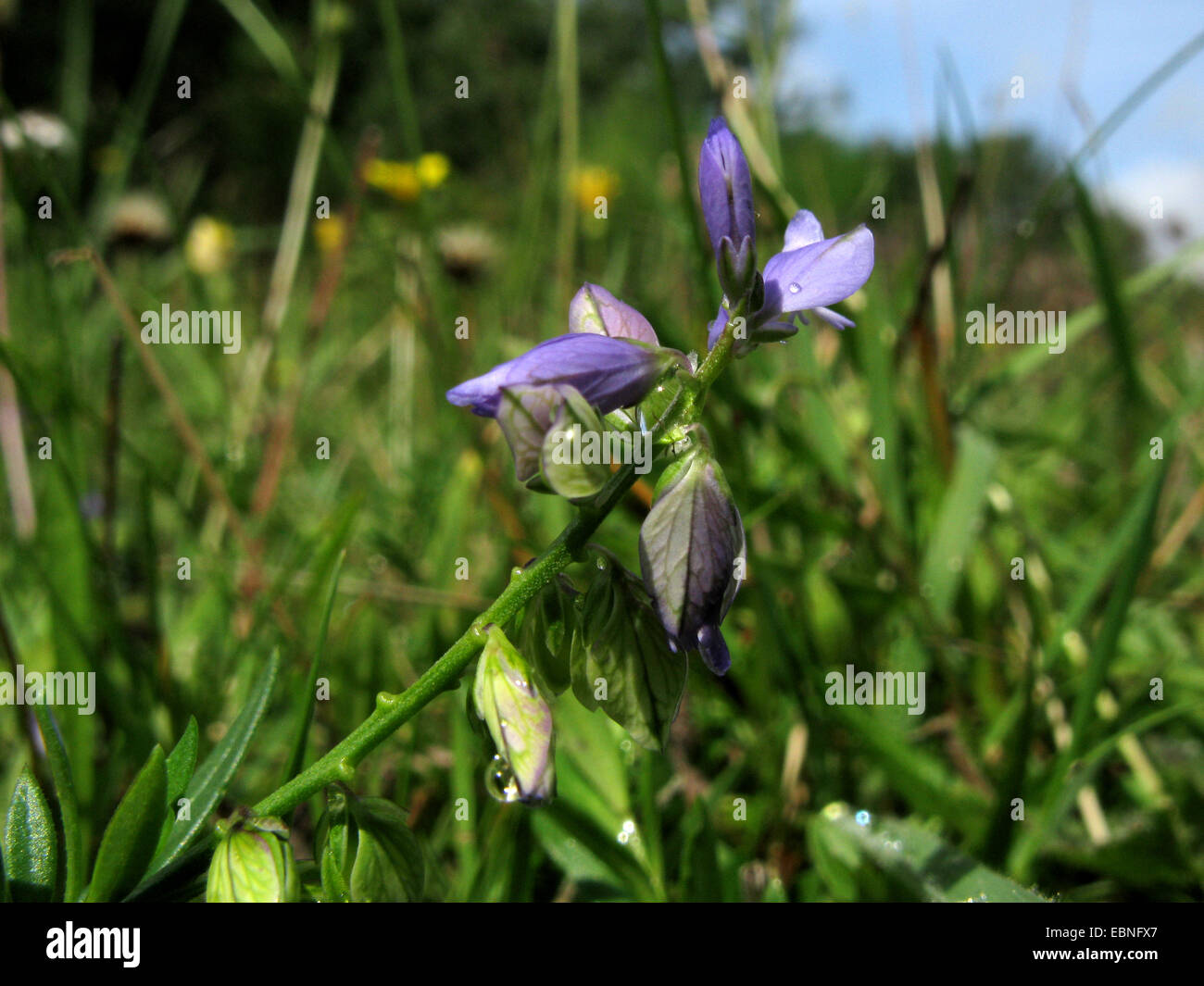 common milkwort (Polygala vulgaris), blooming with water drops, Germany ...