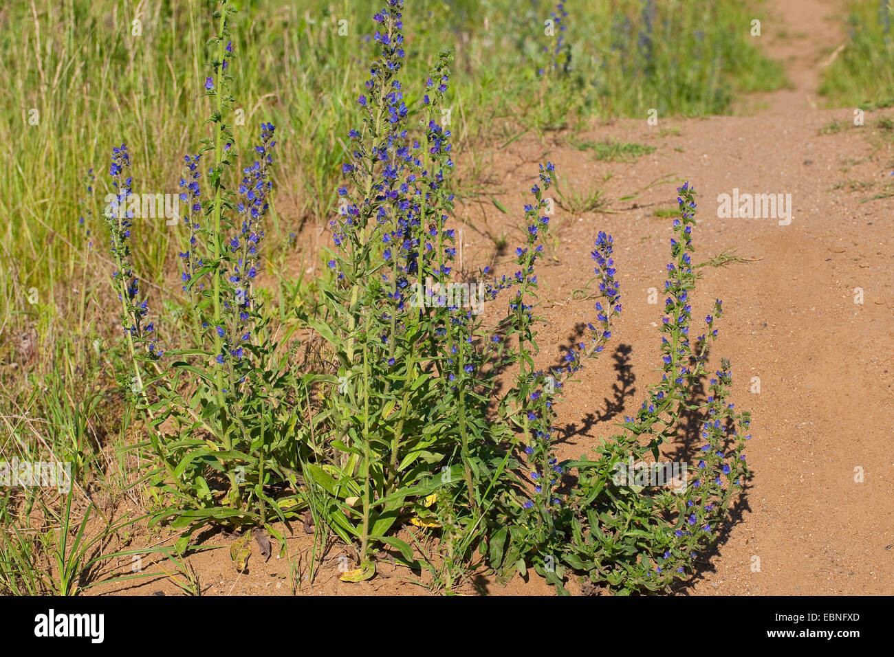 blueweed, blue devil, viper's bugloss, common viper's-bugloss (Echium ...