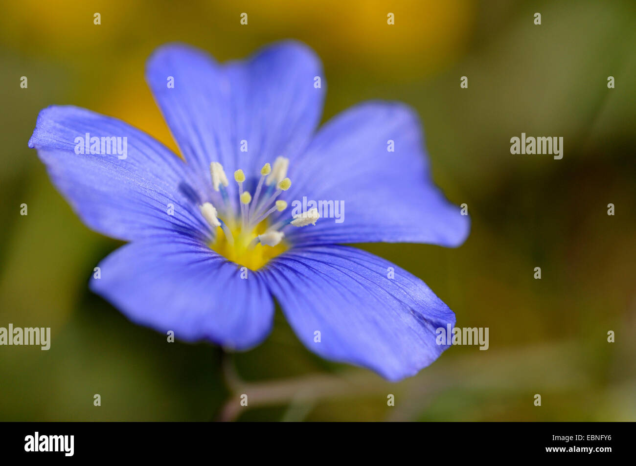Plants linum hi-res stock photography and images - Alamy