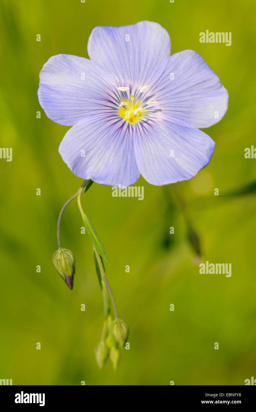 Linum leonii (Linum leonii), flower, Germany Stock Photo - Alamy
