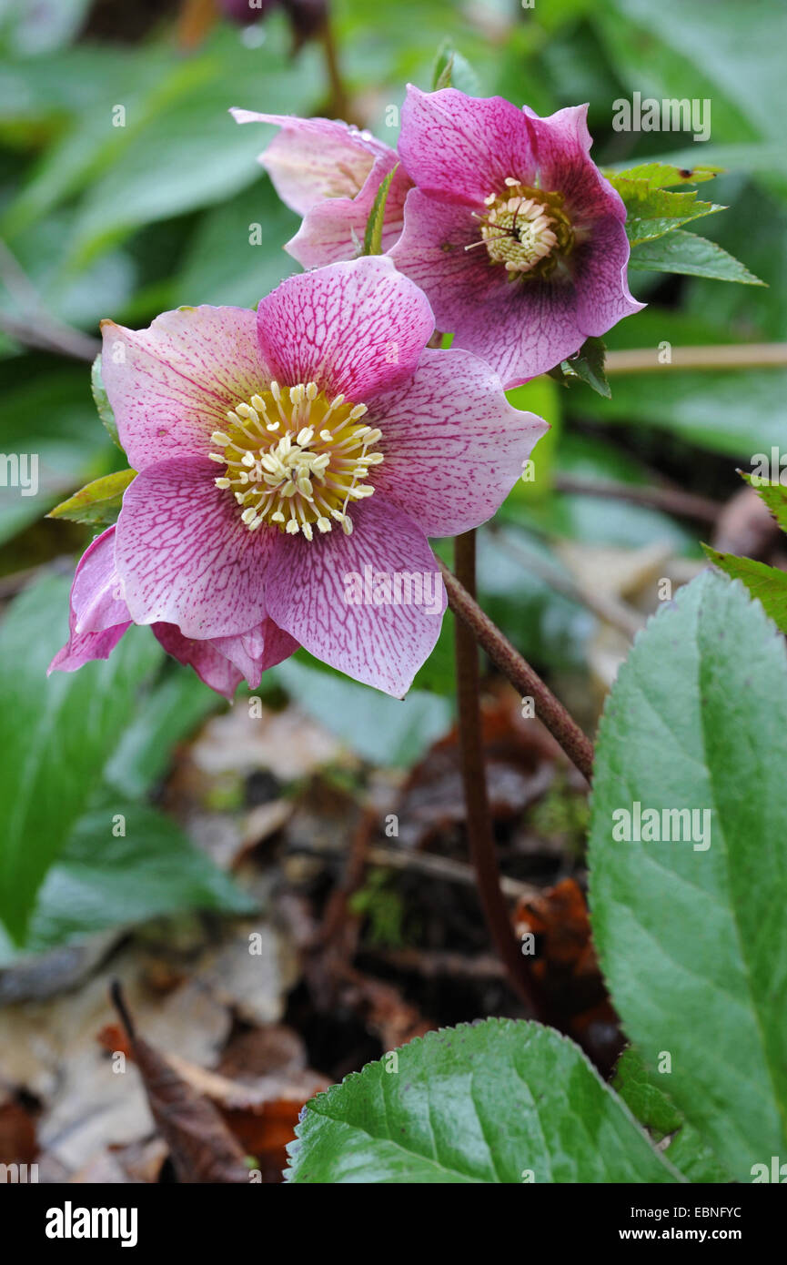 Red Hellebore (Helleborus 'Atrorubens', Helleborus atrorubens ...