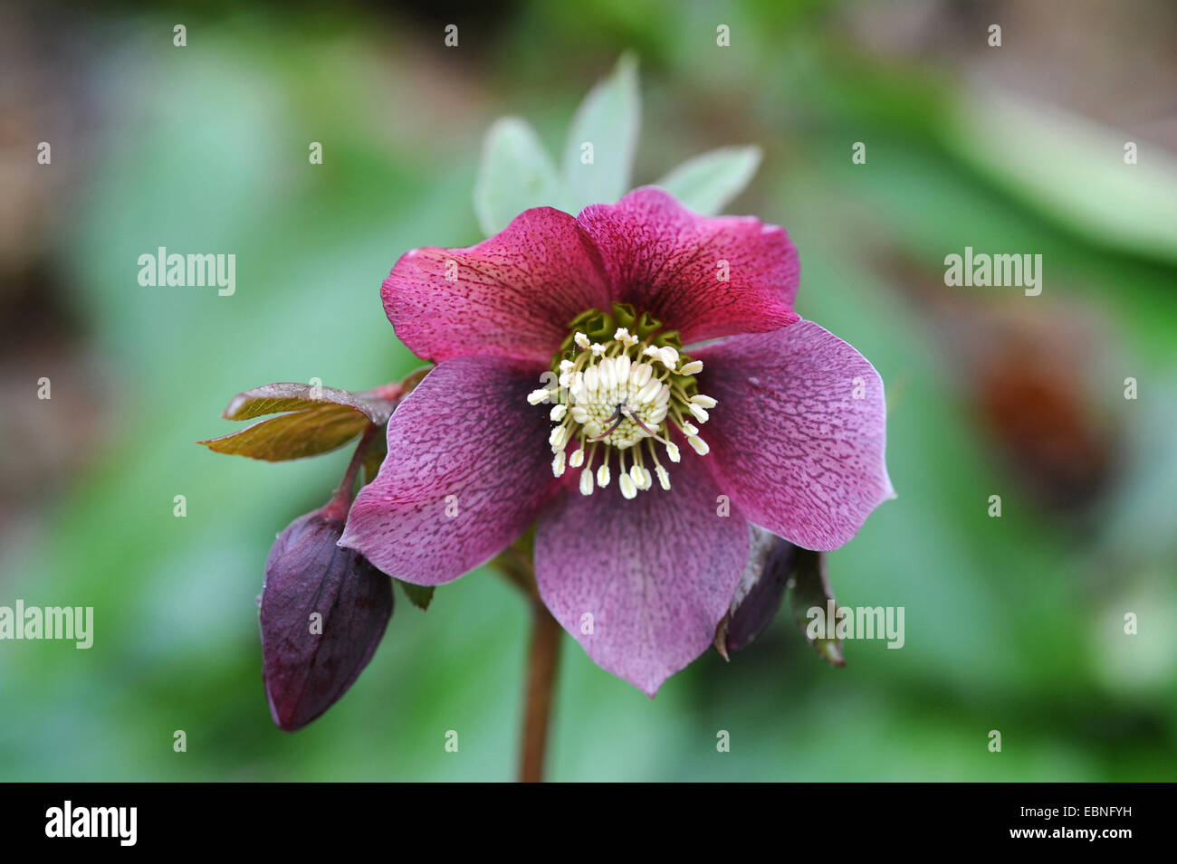 Red Hellebore (Helleborus 'Atrorubens', Helleborus atrorubens), flower ...