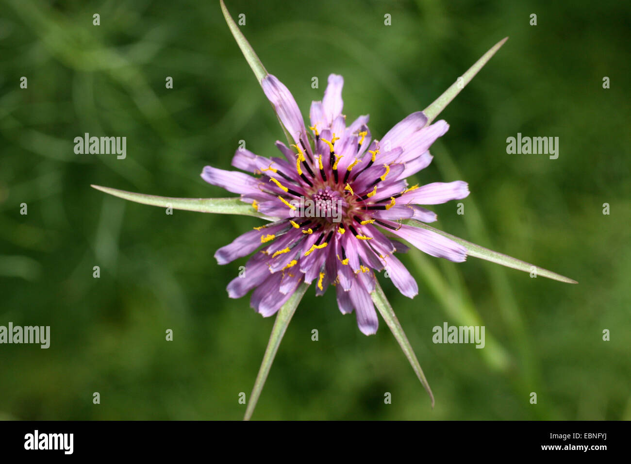 common salsify, oyster-plant, purple goat's-beard (Tragopogon ...