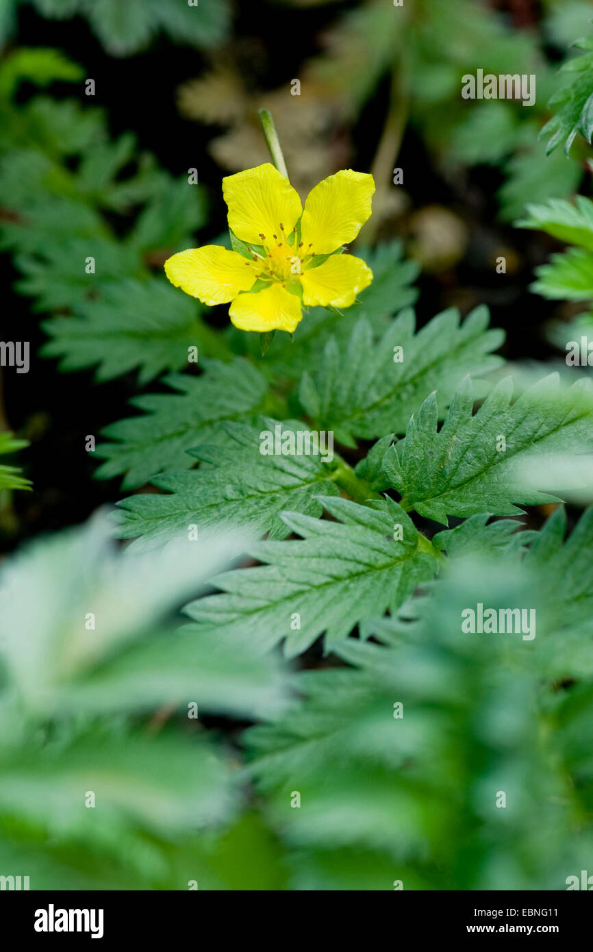 Silver weed hi-res stock photography and images - Alamy